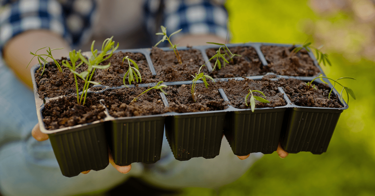 Growth Tools: Choose the Right Pot for Your Seedlings - Ritchie Feed ...