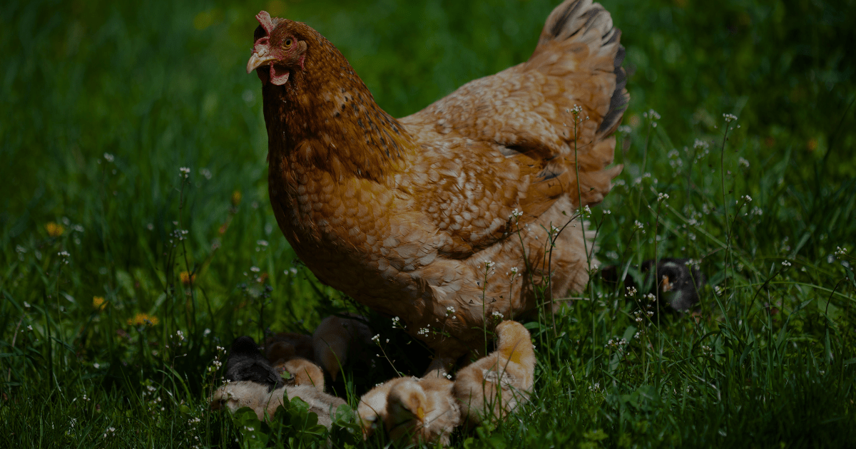 Preparing Your Chickens for Summer: Essential Supplies for a Happy, He ...