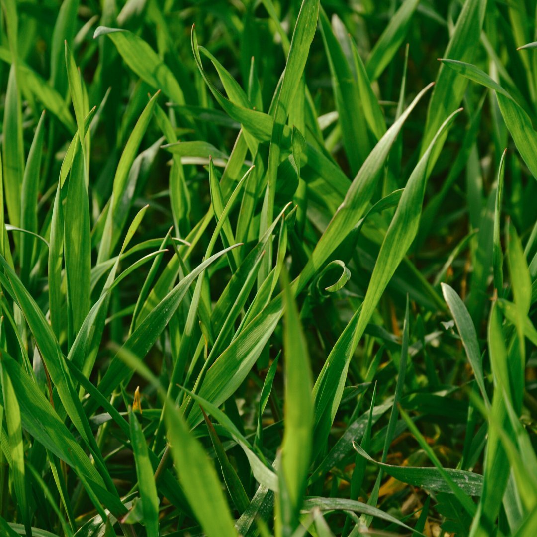 Grass & Alternative Seeds - Ritchie Feed & Seed Inc.