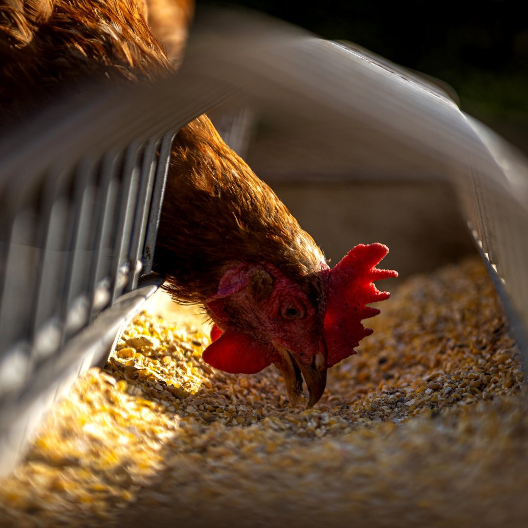 Poultry Feed - Ritchie Feed & Seed Inc.