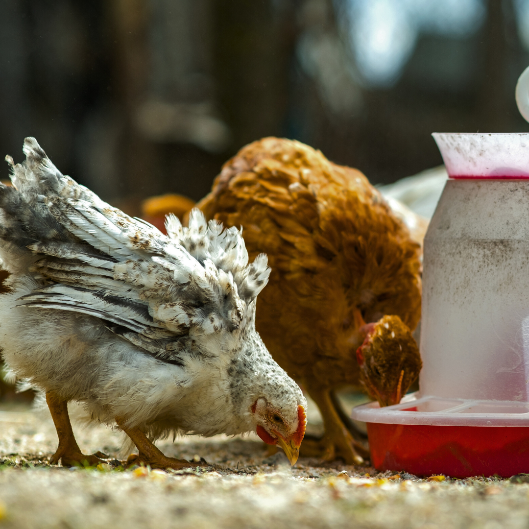 Poultry Supplies - Ritchie Feed & Seed Inc.