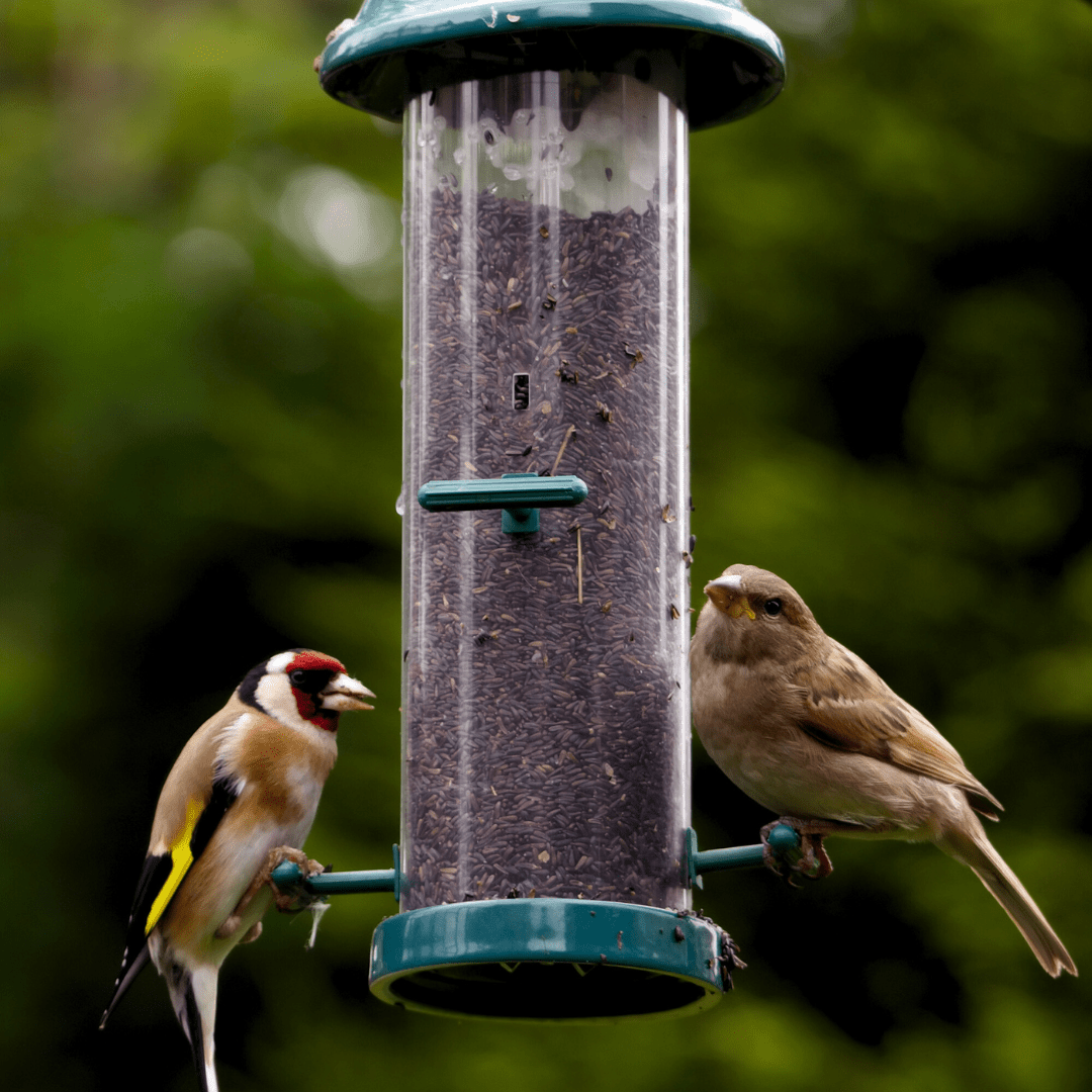 Wild Bird Seed - Ritchie Feed & Seed Inc.