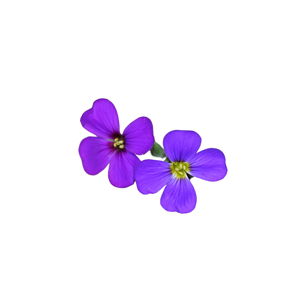 Aubretia Audrey Red Purple Mix Seeds | McKenzie Seeds - Ritchie Feed ...