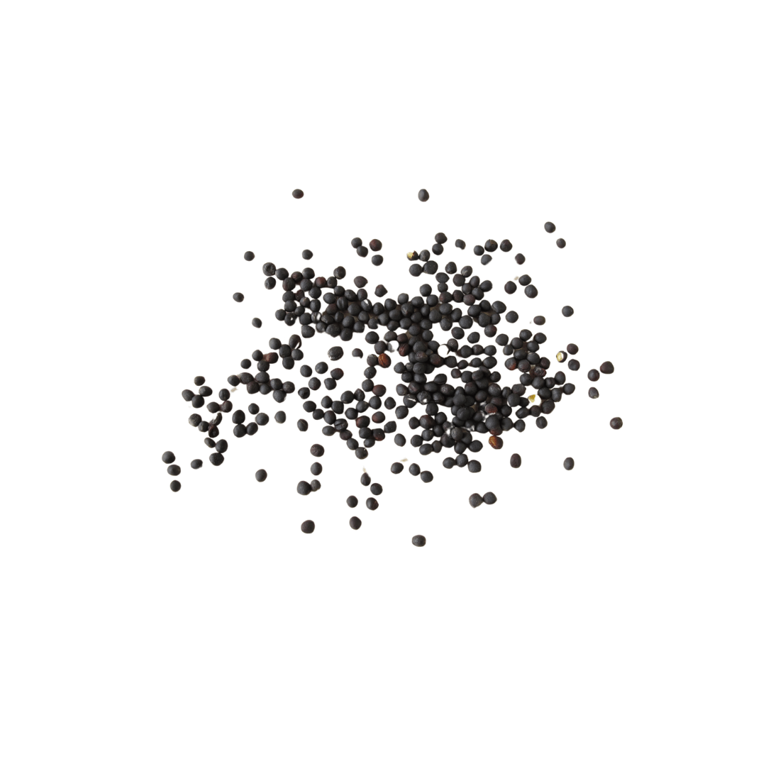 Canola Bird Seeds 50lb - Ritchie Feed & Seed Inc.