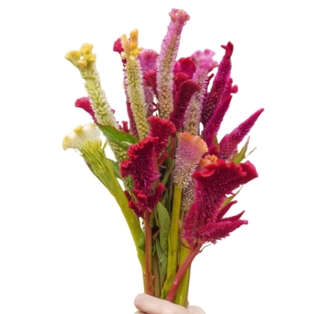 Celosia Supercrest Mix Seeds | West Coast Seeds - Ritchie Feed & Seed Inc.