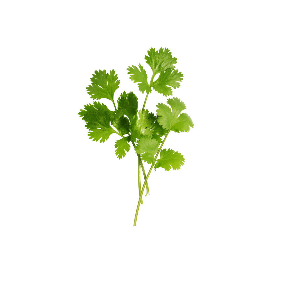 Cilantro Santo Seeds | Northern Seeds - Ritchie Feed & Seed Inc.
