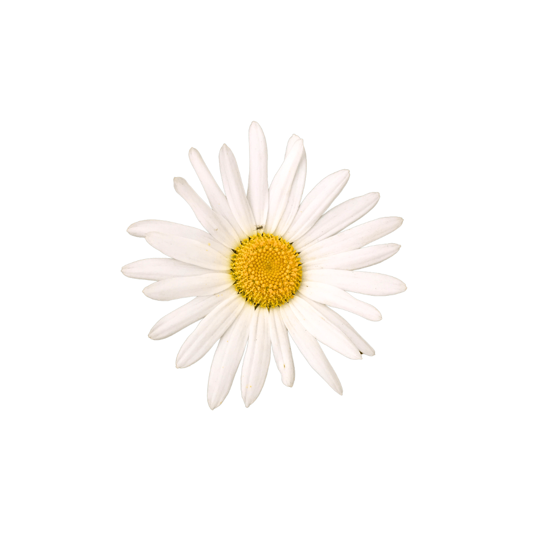 Daisy Shasta Seeds | Northern Seeds - Ritchie Feed & Seed Inc.