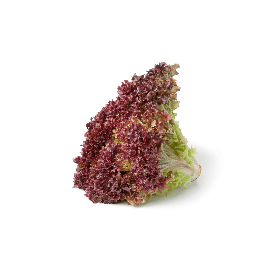 Lettuce Lolla Rosso Seeds | OSC Seeds - Ritchie Feed & Seed Inc.
