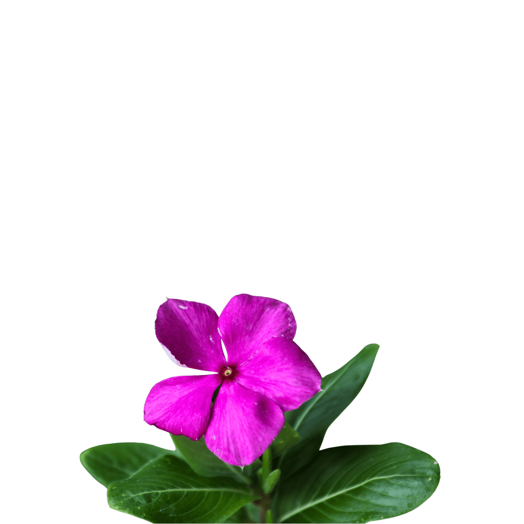 Purple Imara Hybrid Impatiens Seeds | OSC Seeds - Ritchie Feed & Seed Inc.