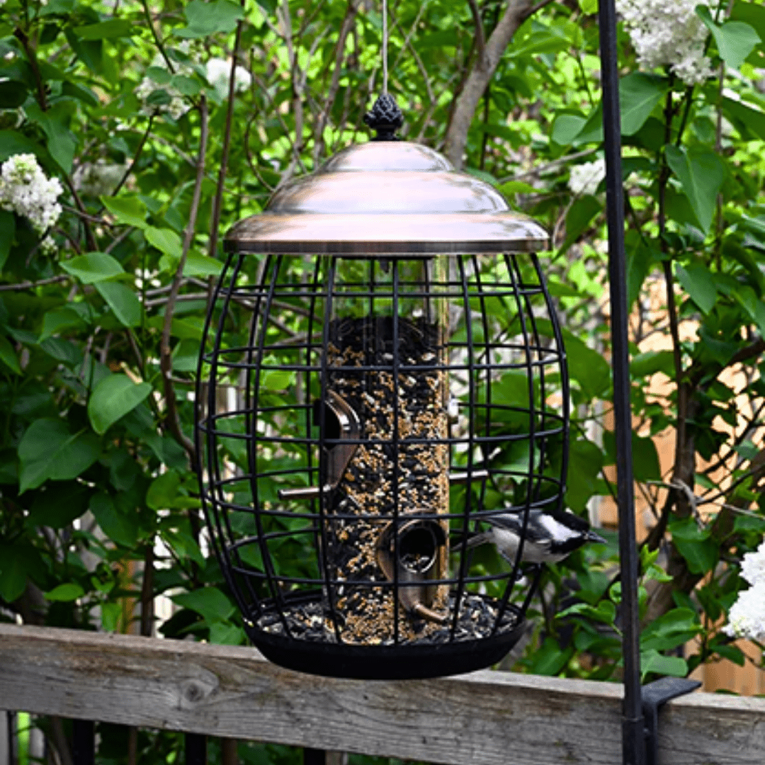 Pinebush Regal Style Squirrel Resistant Cage Seed Feeder - Ritchie Feed ...