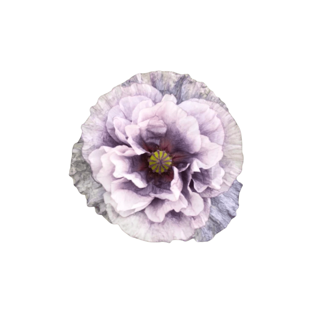 Poppy Amazing Grey Seeds | Northern Seeds - Ritchie Feed & Seed Inc.