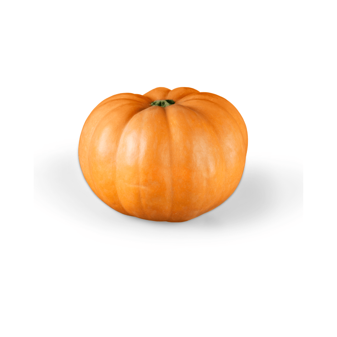Pumpkin Neon Hybrid Seeds | OSC Seeds - Ritchie Feed & Seed Inc.