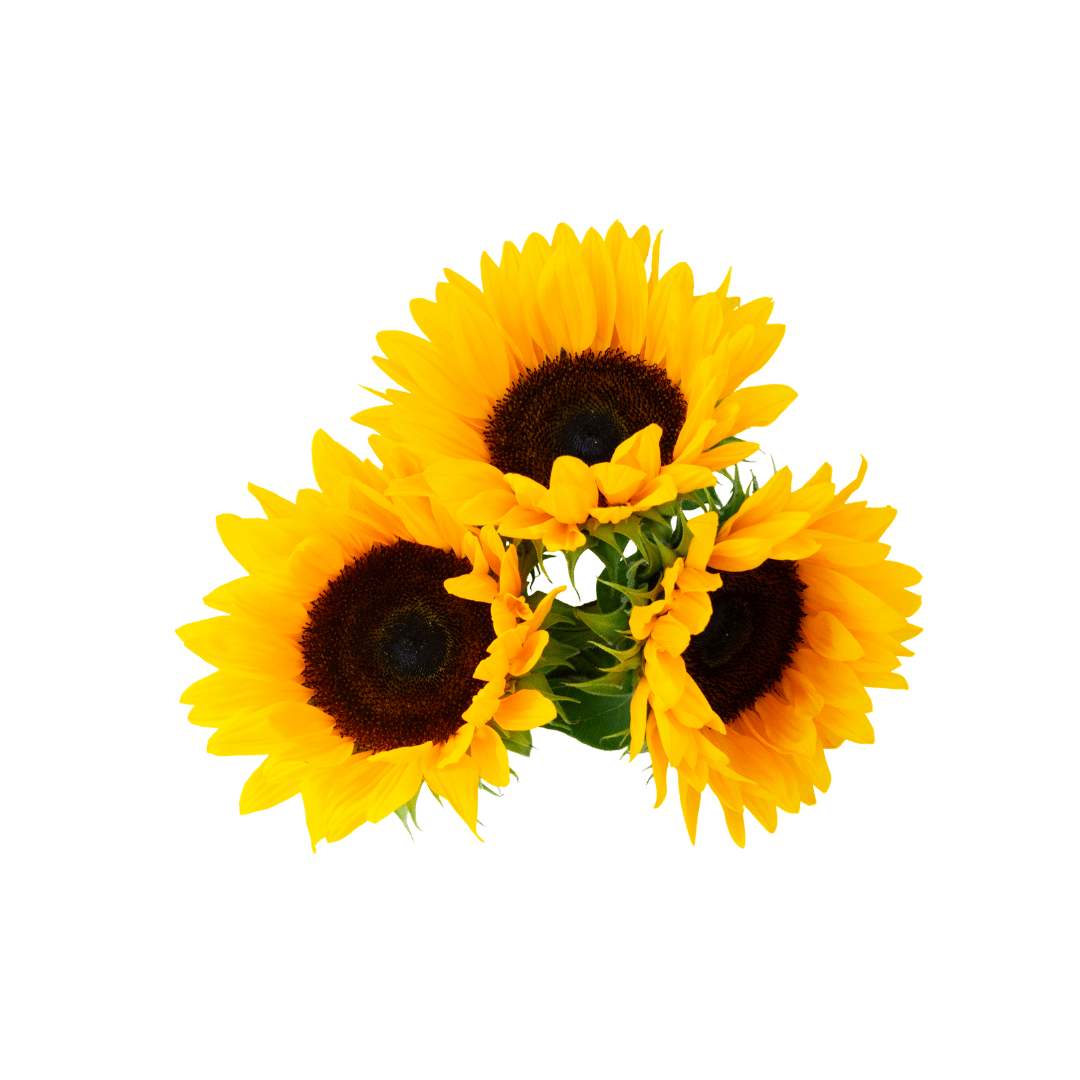 Sunflower Munchkin Seeds | McKenzie Seeds - Ritchie Feed & Seed Inc.