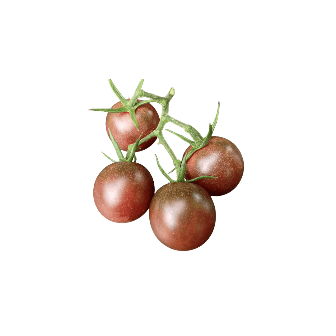 Tomato Black Cherry Seeds | Northern Seeds - Ritchie Feed & Seed Inc.