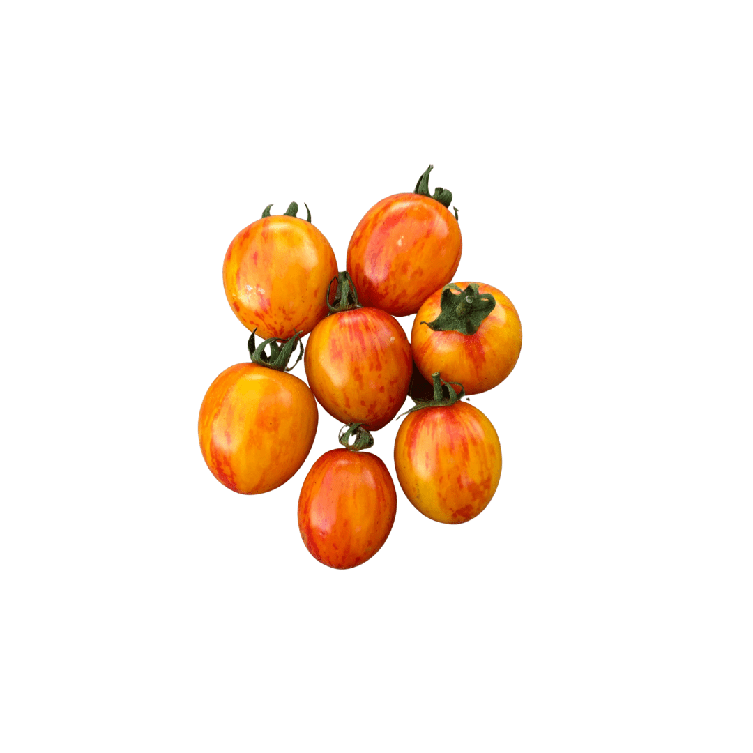 Tomato Cherry Sunrise Bumblebee Seeds | Northern Seeds - Ritchie Feed ...