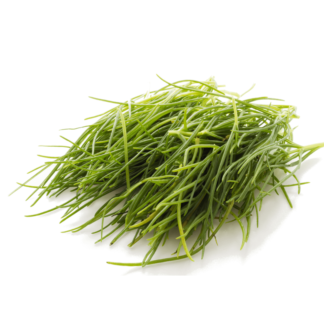 Agretti Roscano Saltwort Seeds | Weston Seeds - Ritchie Feed & Seed Inc.