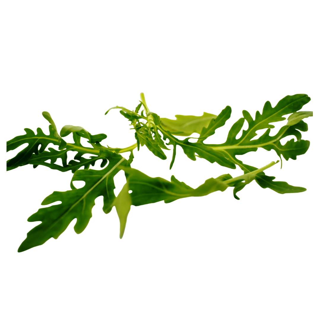 Arugula Selvatica Wild Sand Rocket Seeds | Weston Seeds - Ritchie Feed ...