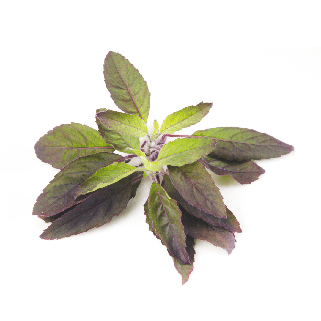 Basil Cardinal Certified Organic Seeds | West Coast Seeds - Ritchie ...