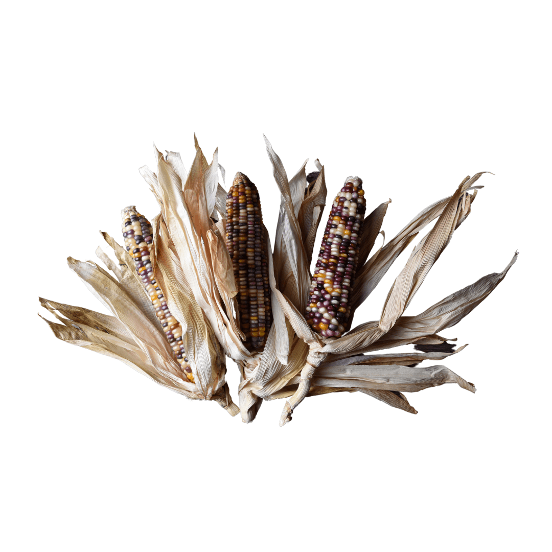 Corn Calico Popcorn Seeds | West Coast Seeds - Ritchie Feed & Seed Inc.