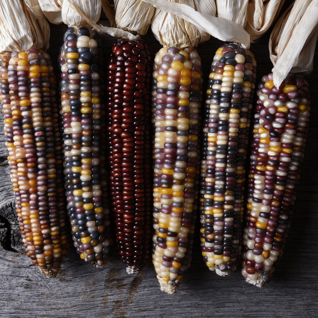 Corn Calico Popcorn Seeds | West Coast Seeds - Ritchie Feed & Seed Inc.