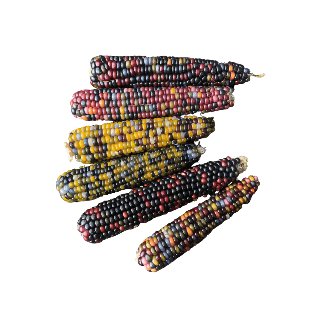 Corn Glass Gem Certified Organic Seeds | West Coast Seeds - Ritchie ...