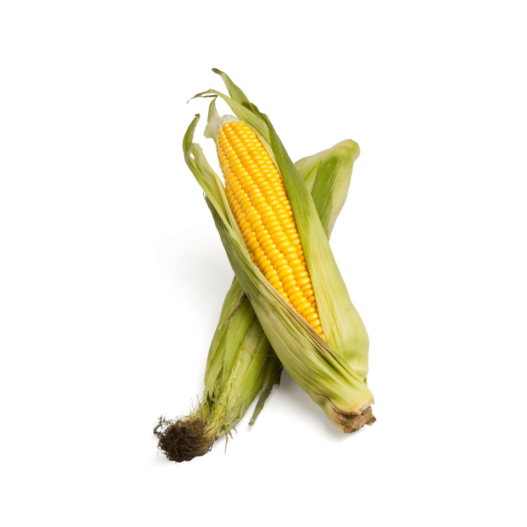 Corn Golden Bantam Seeds | West Coast Seeds - Ritchie Feed & Seed Inc.