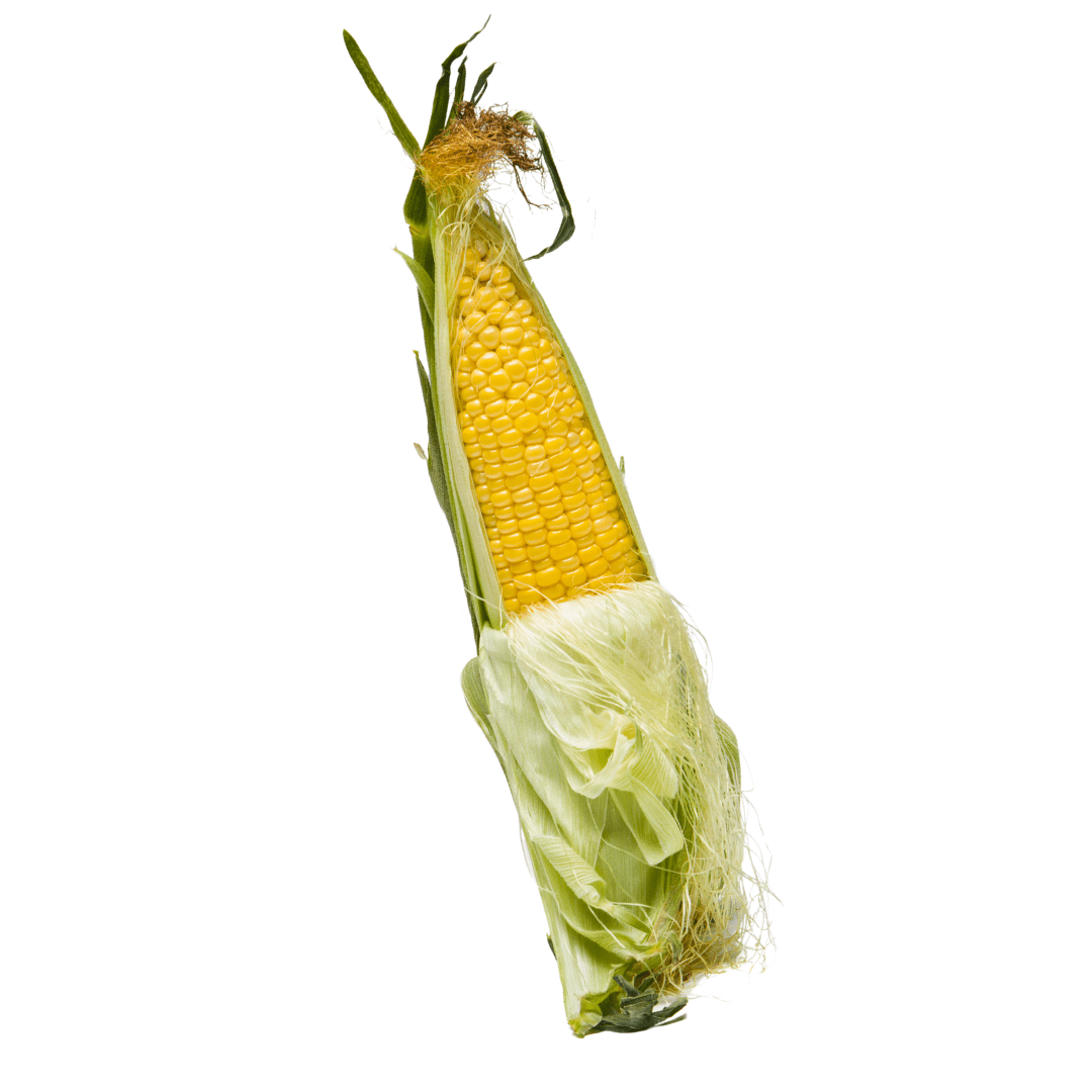 Corn Sweet Honey Select Seeds | OSC Seeds - Ritchie Feed & Seed Inc.