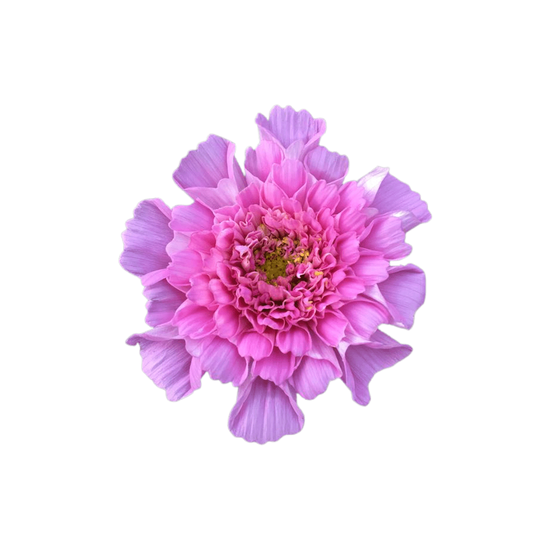 Cosmos Rose Bon Bon Double Click Seeds | West Coast Seeds - Ritchie ...