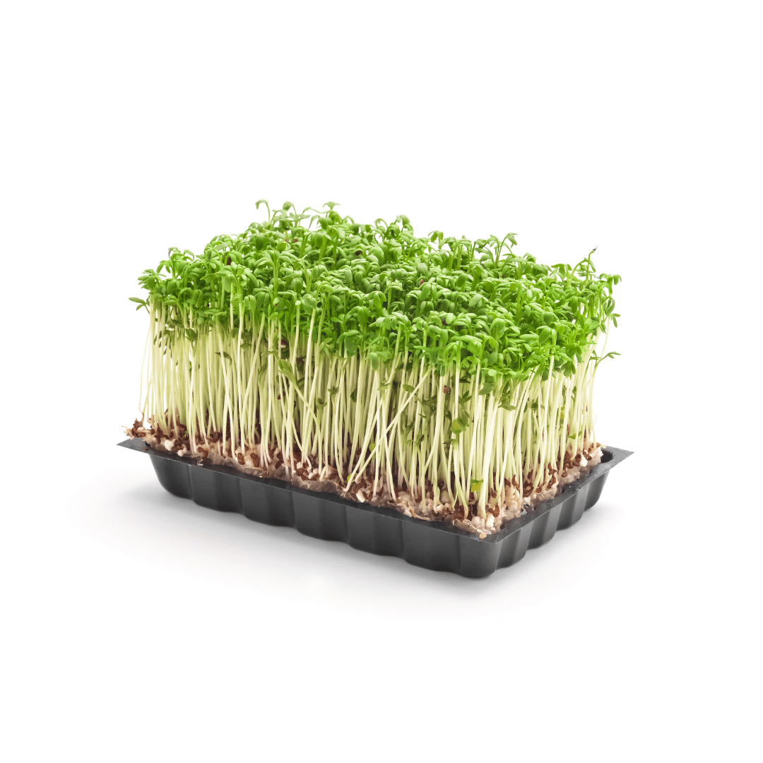 Cress ORGANIC Sprouting Seeds | Weston Seeds - Ritchie Feed & Seed Inc.