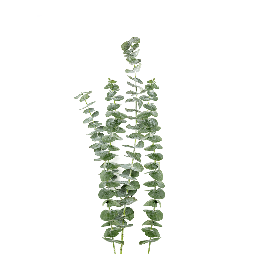 Eucalyptus Silver Dollar Tree Seeds | West Coast Seeds - Ritchie Feed ...
