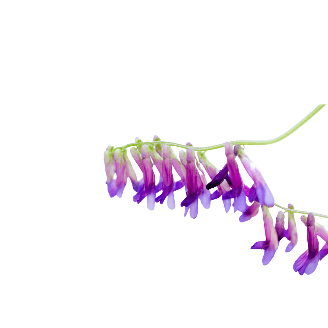 Hairy Vetch Seeds | West Coast Seeds - Ritchie Feed & Seed Inc.