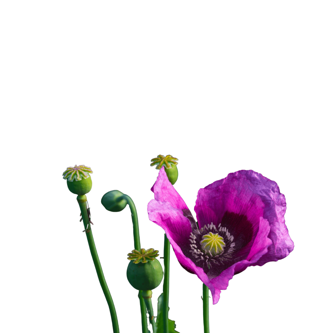 Poppies Amazing Grey Seeds | West Coast Seeds - Ritchie Feed & Seed Inc.