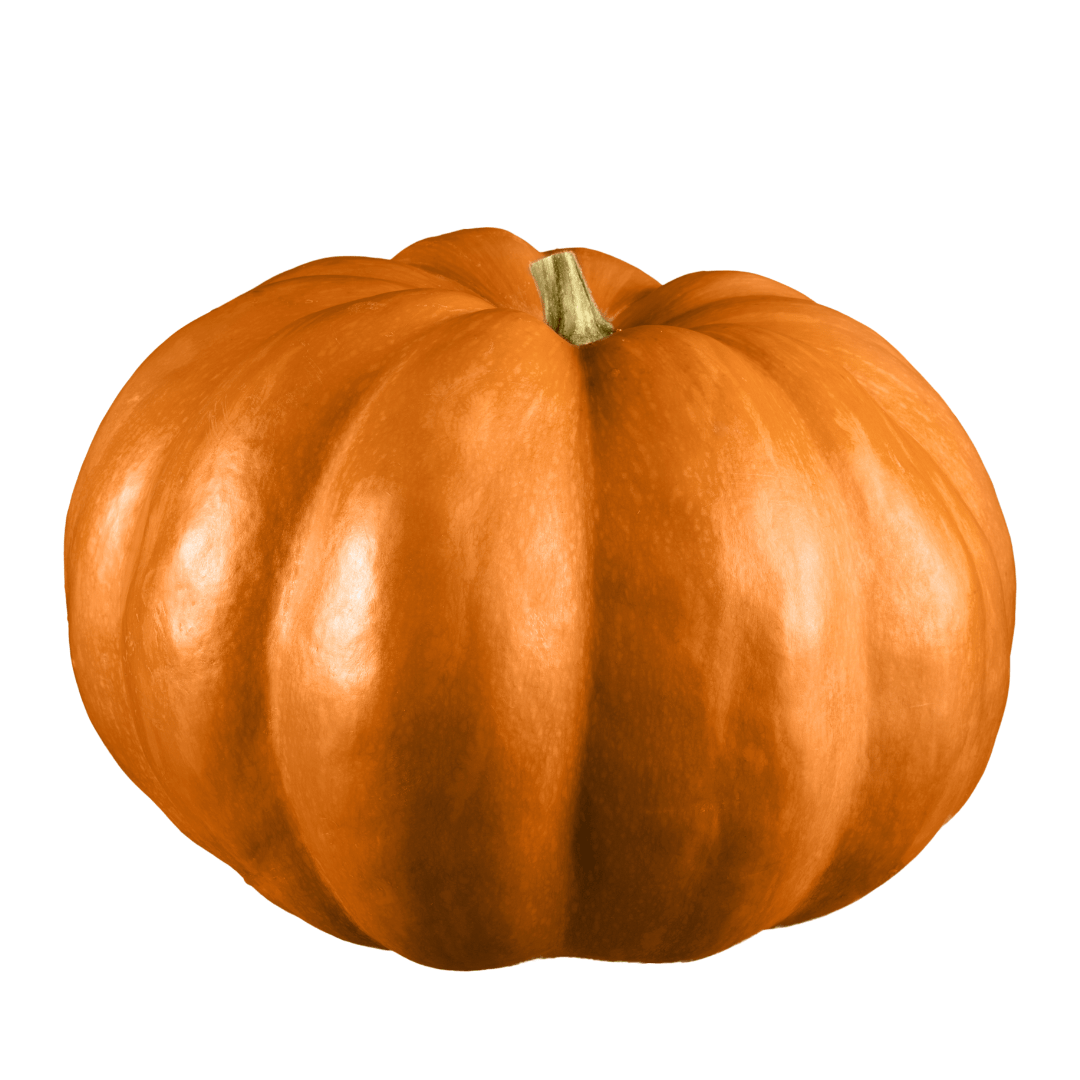 Pumpkin Dill's Atlantic Giant Seeds | OSC Seeds - Ritchie Feed & Seed Inc.