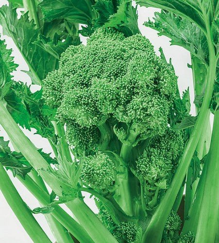 Rapini Broccoli Rabe 60 Days Lecesse St.Martino - Ritchie Feed & Seed Inc.