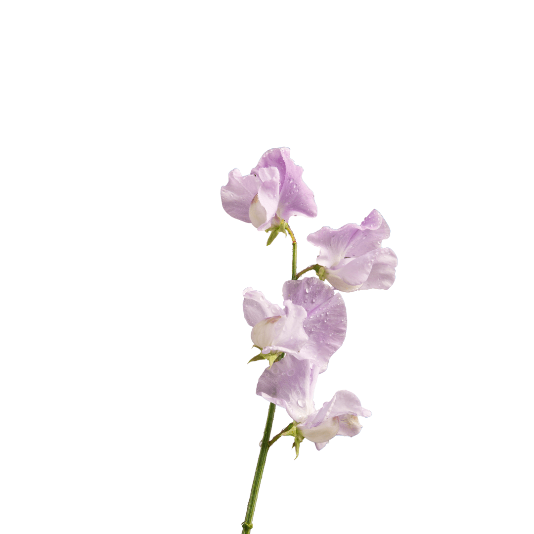 Sweet Peas Butterfly Blend Seeds - Ritchie Feed & Seed Inc.
