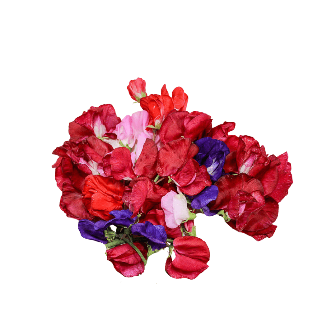 Sweet Peas Supersnoop Mix Seeds | West Coast Seeds - Ritchie Feed ...