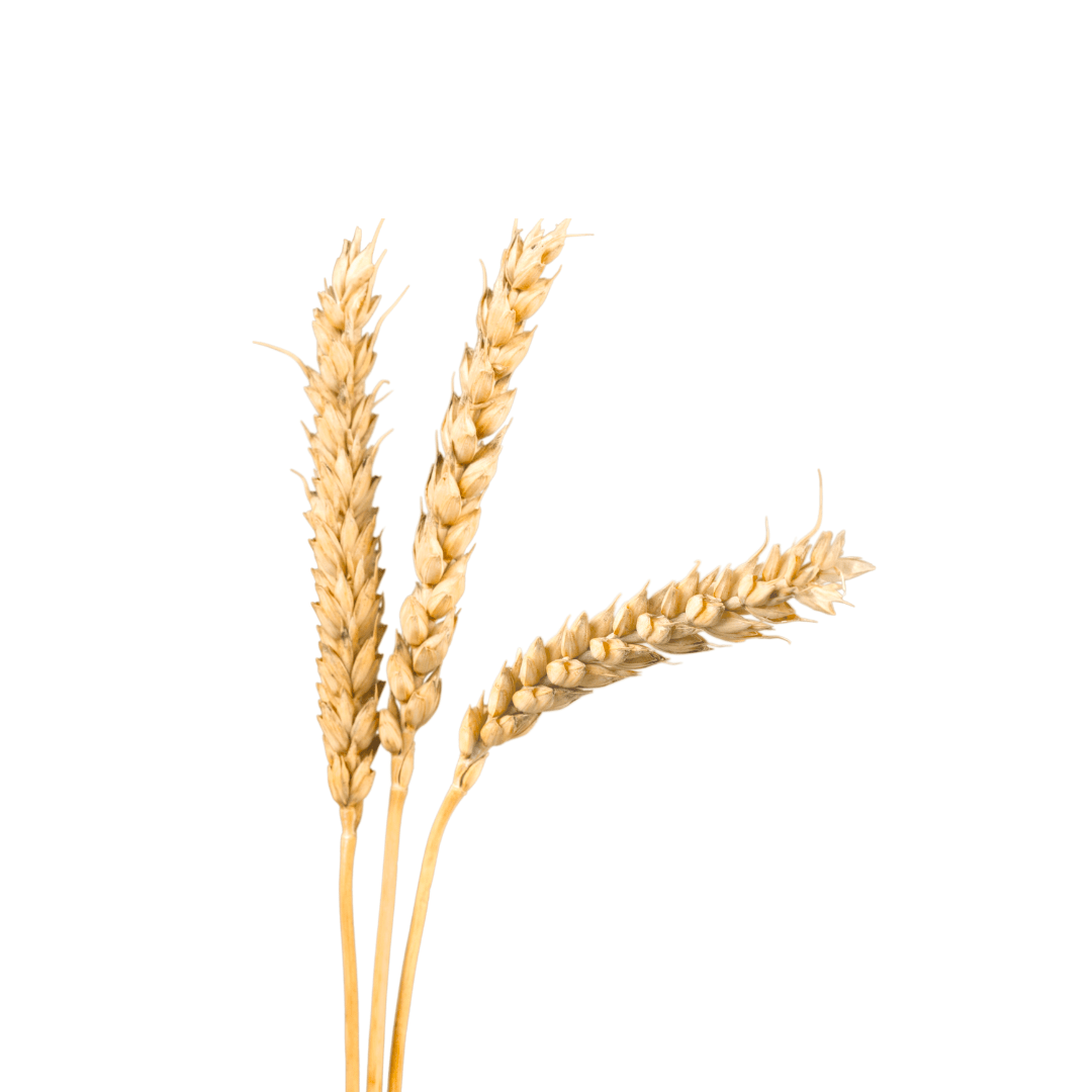 Winter Wheat Cover Crop Seeds | West Coast Seeds - Ritchie Feed & Seed Inc.