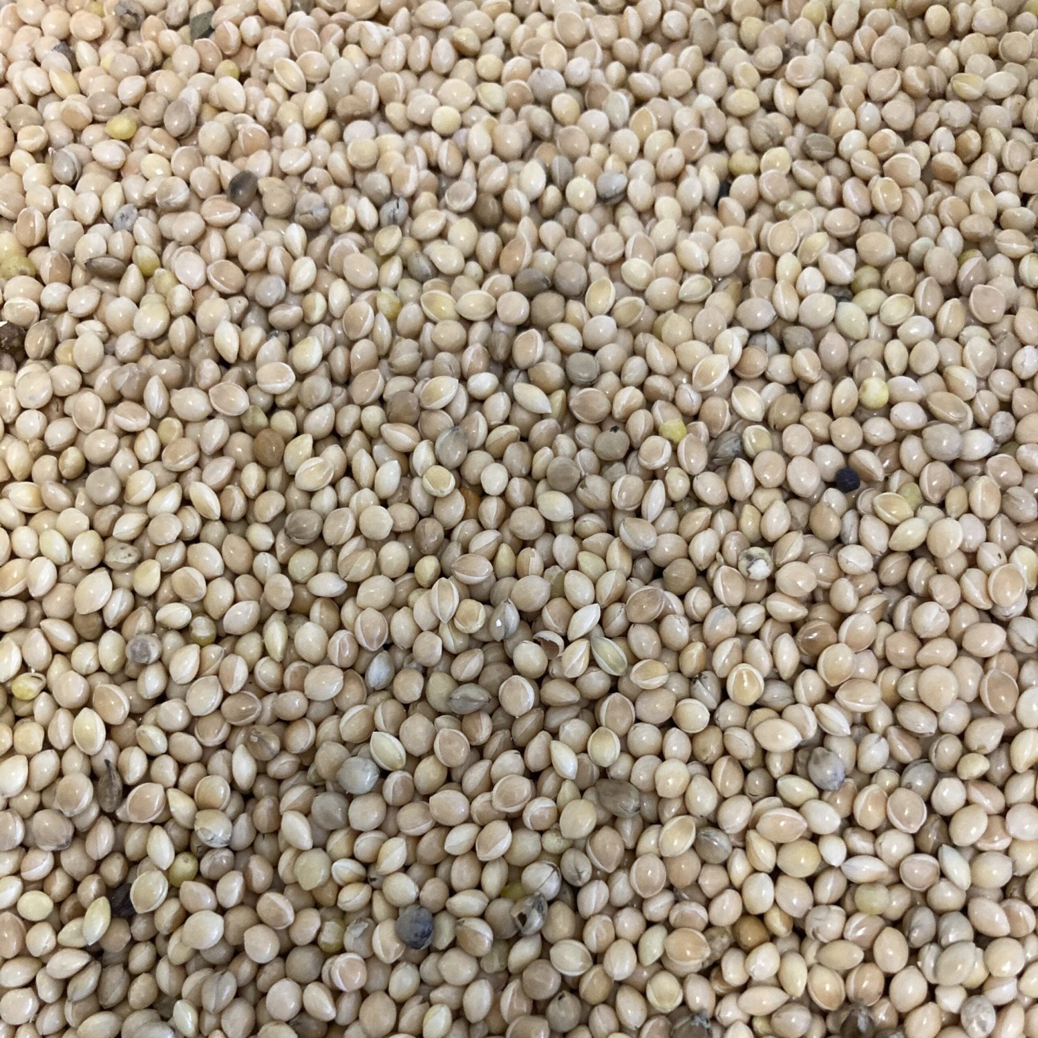 White Millet - Ritchie Feed & Seed Inc.