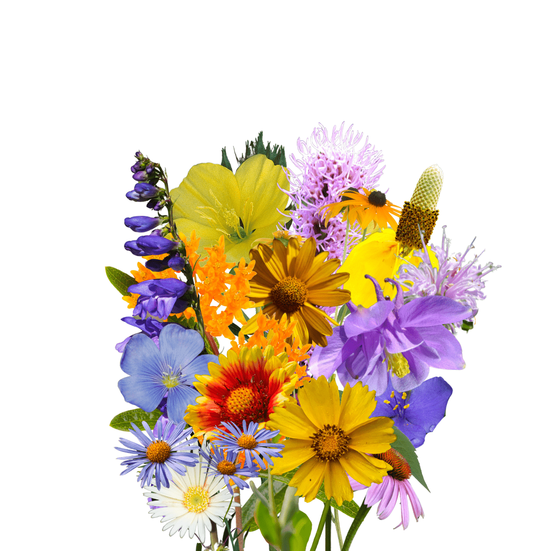 Wildflower Perennial Mix Blend Seeds | West Coast Seeds - Ritchie Feed ...